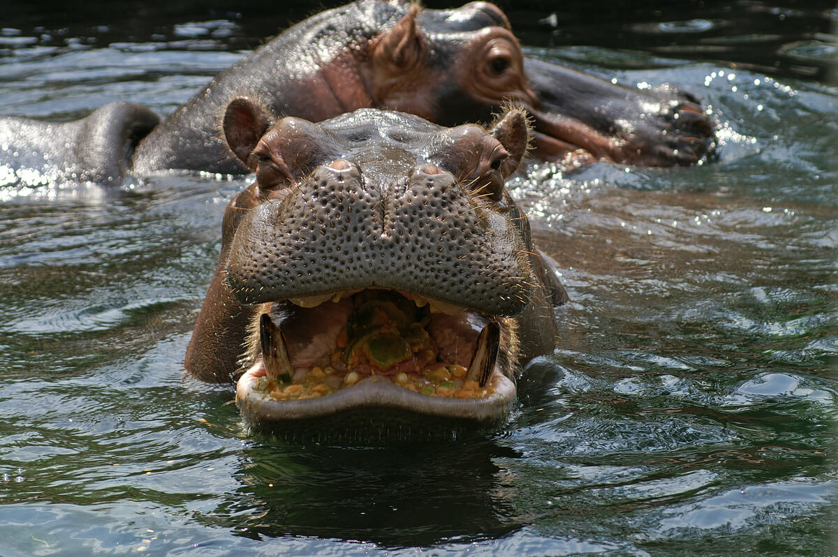 Hungry Hippos Activity Tailor Hungry Hippos Activity Tailor